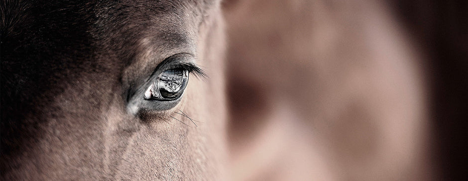 Zeolith für Tiere, Menschen, Pflanzen und nachhaltige Landwirtschaft ...