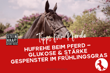Kotwasser beim Pferd natürlich behandeln – Ursachen, Hausmittel & Zeol ...