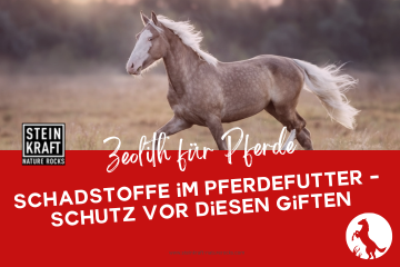 Kotwasser beim Pferd natürlich behandeln – Ursachen, Hausmittel & Zeol ...
